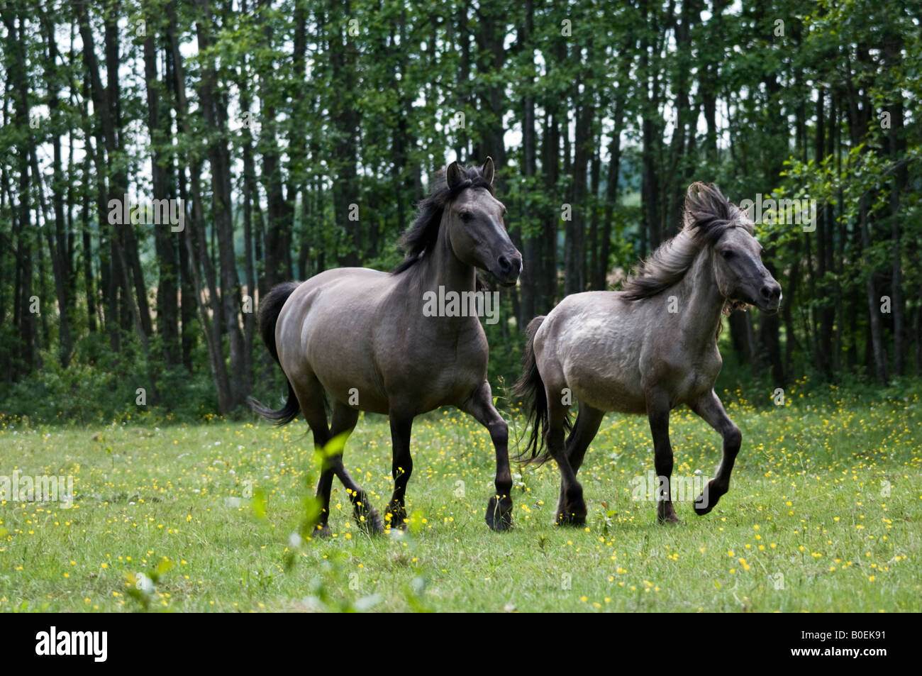 Tarpan horses in Polish meadow Stock Photo - Alamy