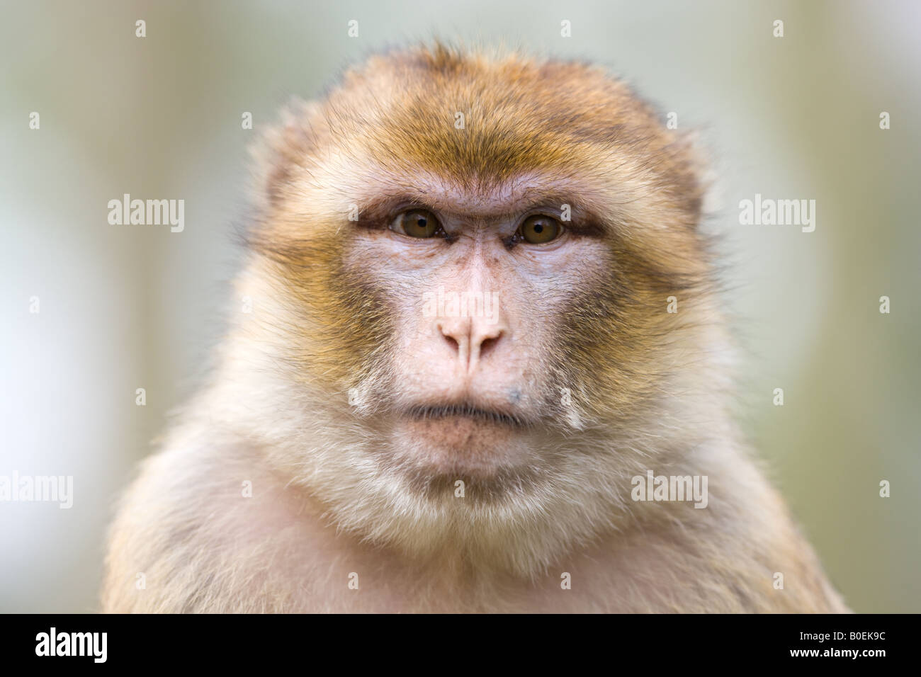 Barbary ape portrait - Macaca sylvana Stock Photo - Alamy