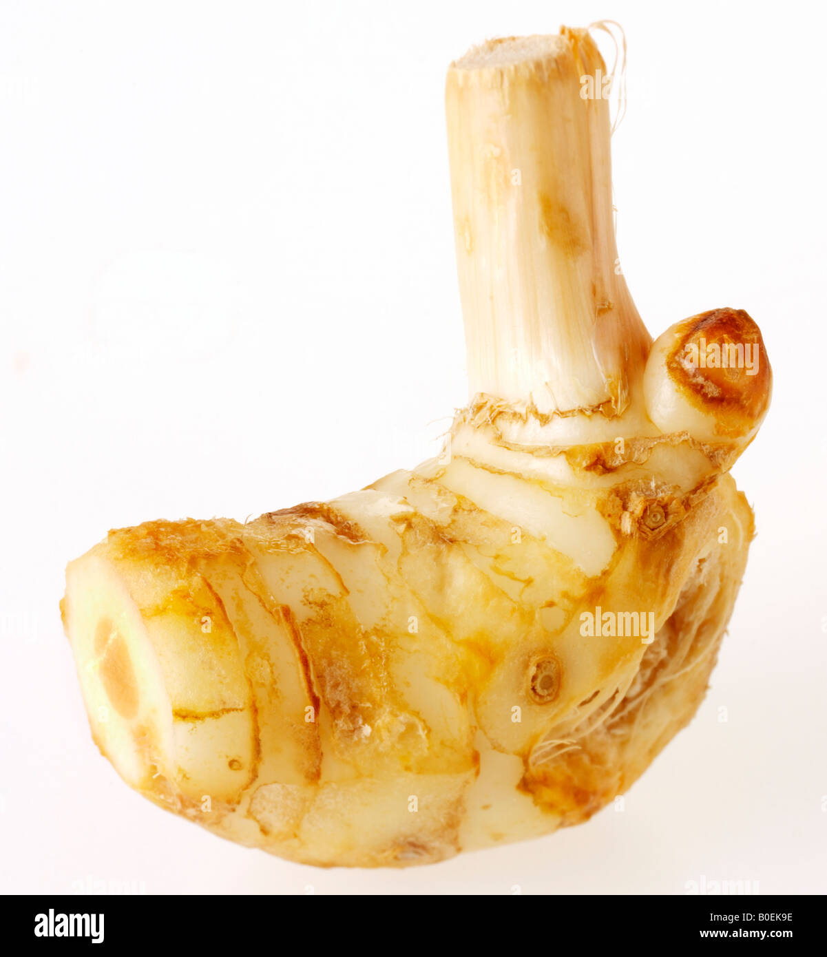 Java galangal hi-res stock photography and images - Alamy