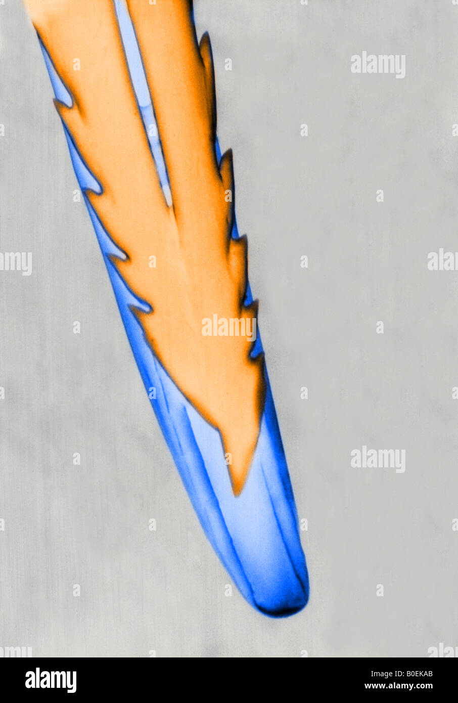 scanning electron microscope image of a honey bee stinger showing its ...