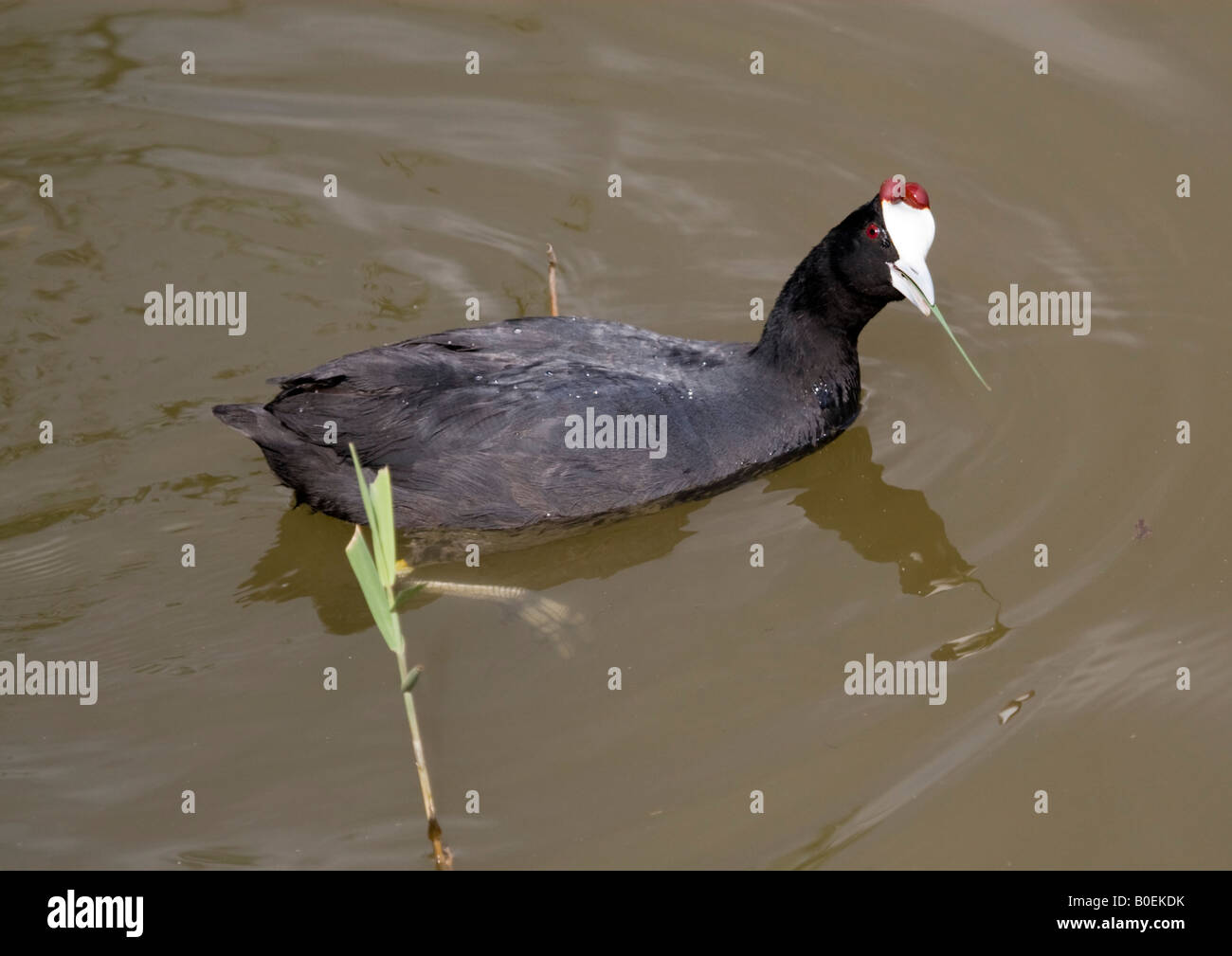 red knobbed coot Stock Photo - Alamy