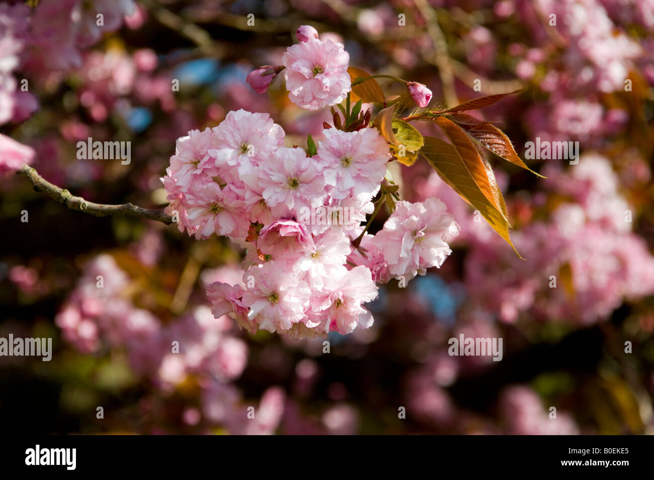 Flowers cherry blossom tree hi-res stock photography and images - Alamy