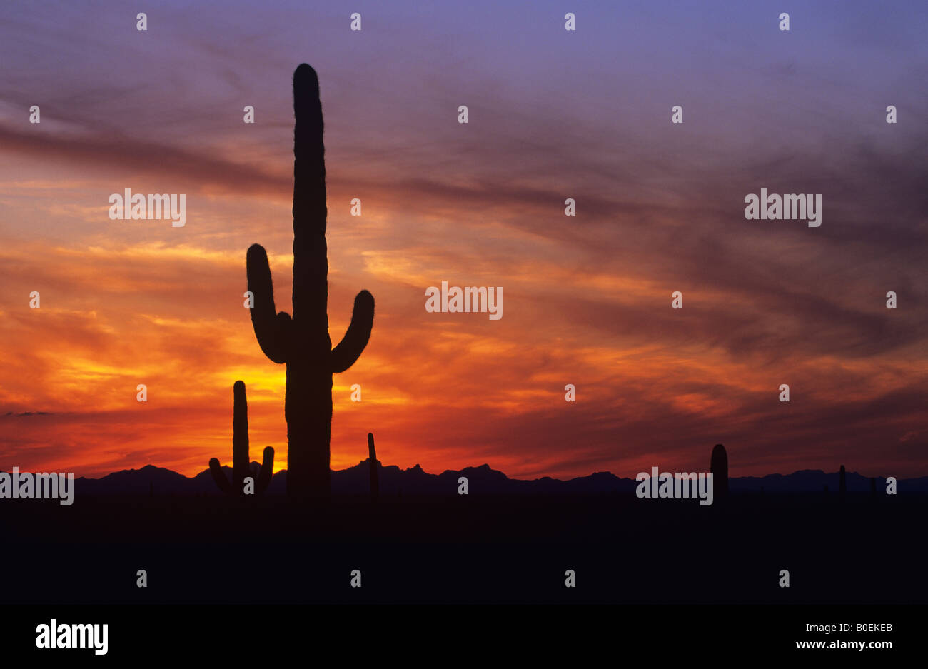 Saguaro cactus against dramatic sunset sky, Saguaro National Park ...