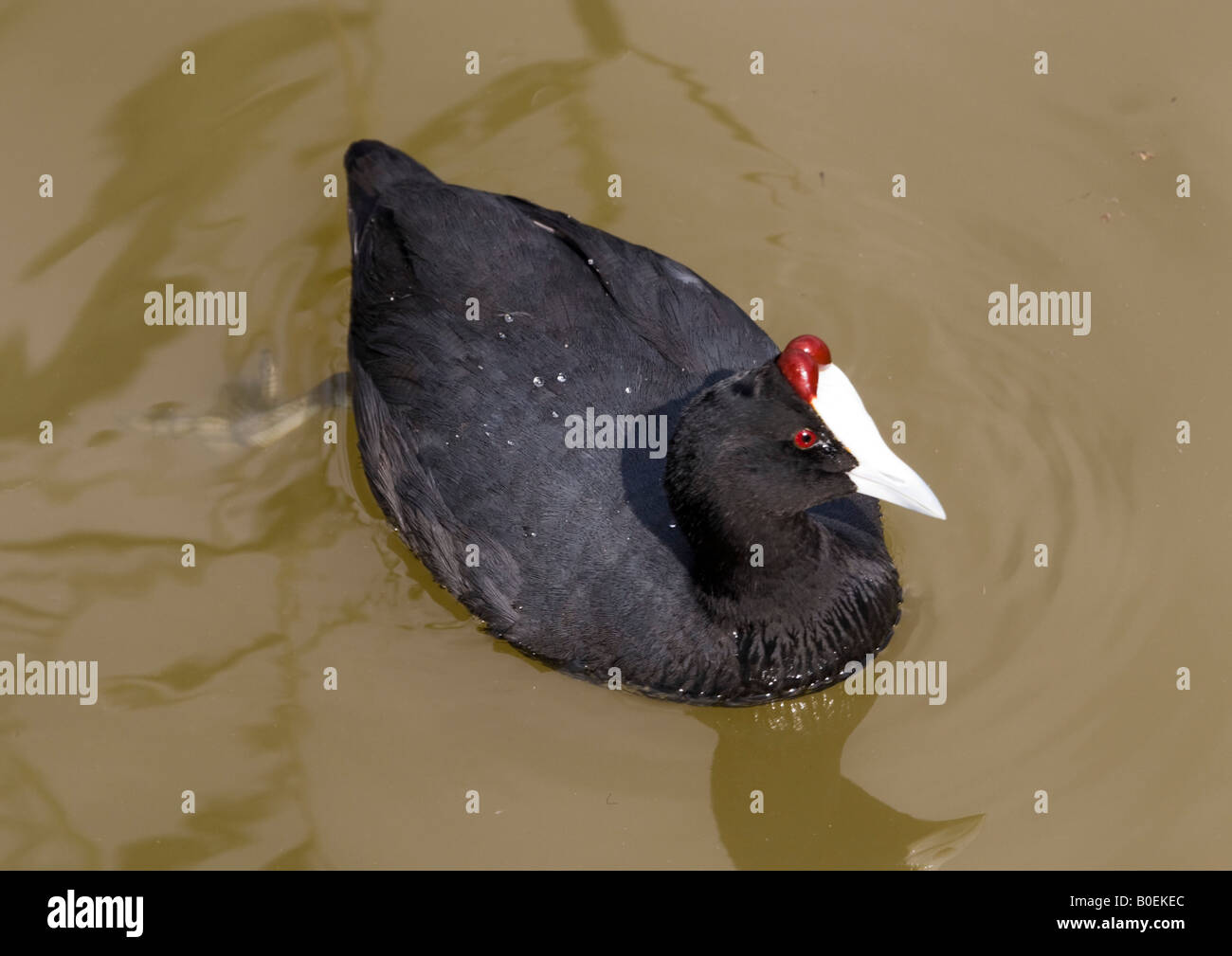 red knobbed coot Stock Photo - Alamy