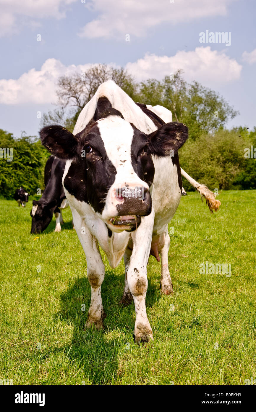 Friesian Cows grazing in a field in Surrey Stock Photo - Alamy