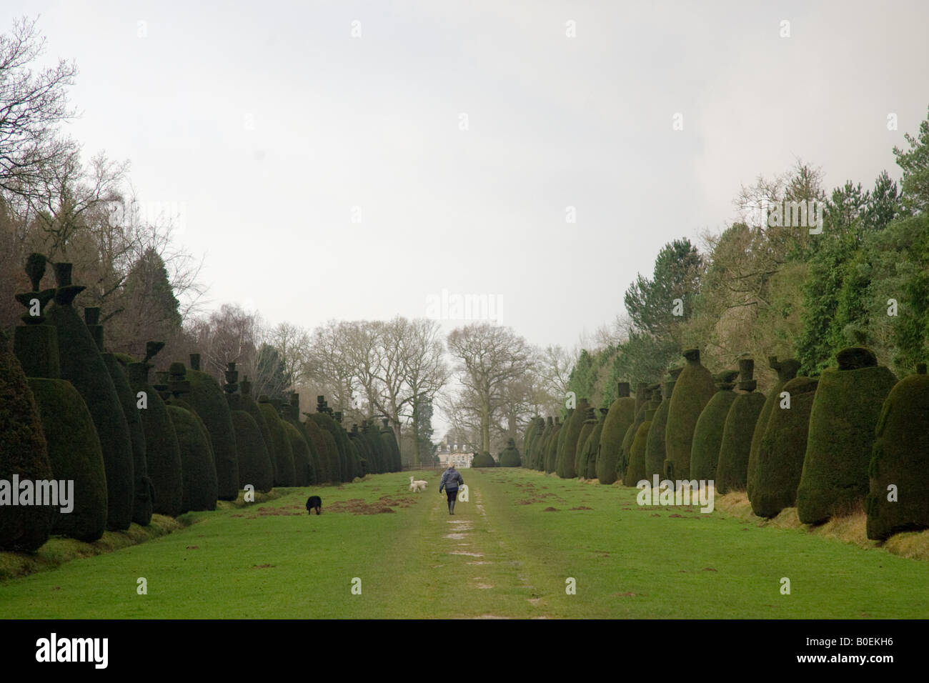 Woman walks dogs through Yew Tree Avenue a collection of clipped yew ...