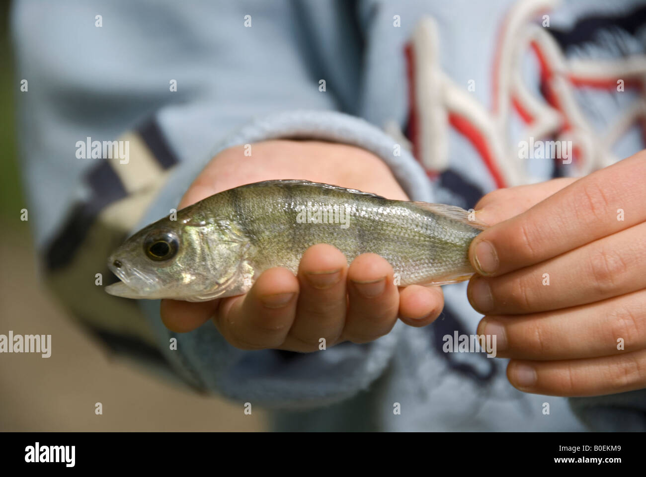 Stock photo of a young boy presenting a newly caught Perch Stock Photo ...