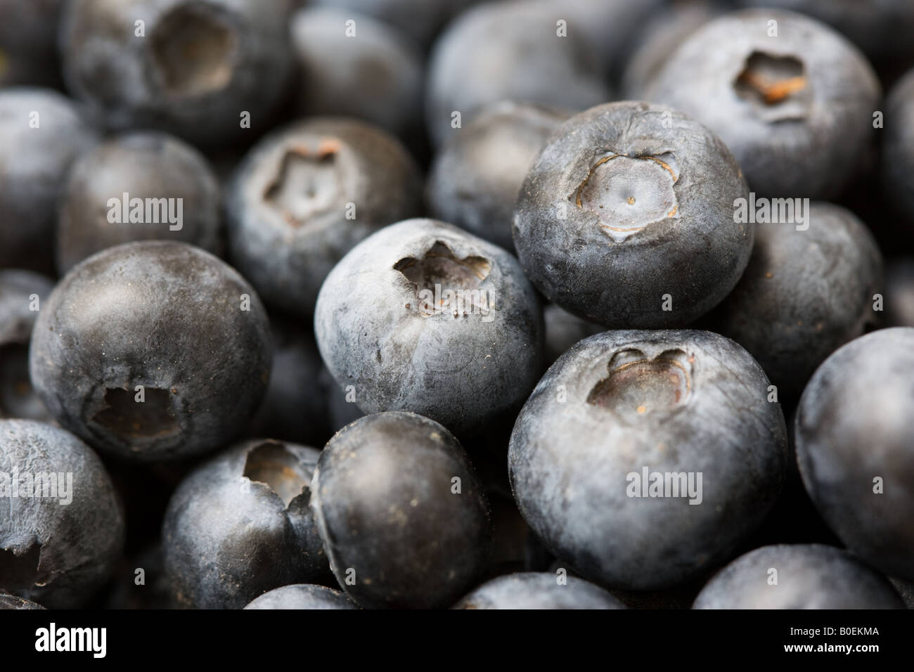 Ripened blueberry hi-res stock photography and images - Alamy
