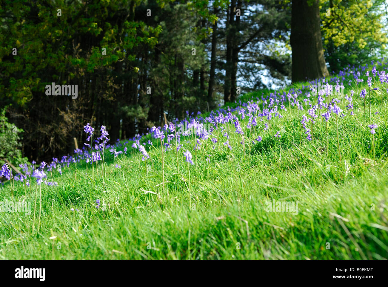 May flowers in england hi-res stock photography and images - Alamy