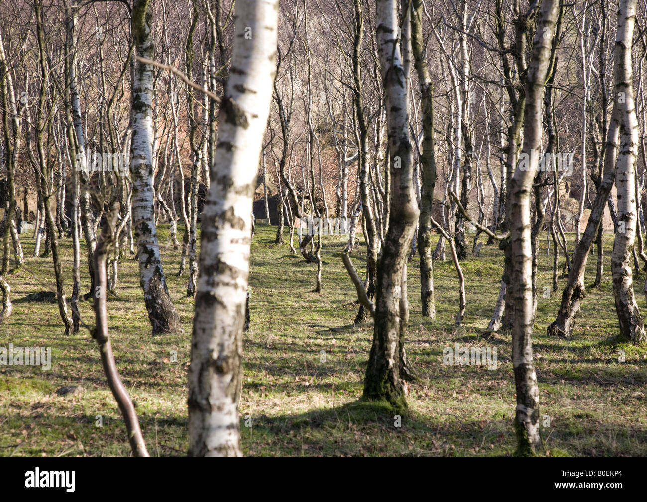 Silver Birch Trees in the spring Stock Photo - Alamy