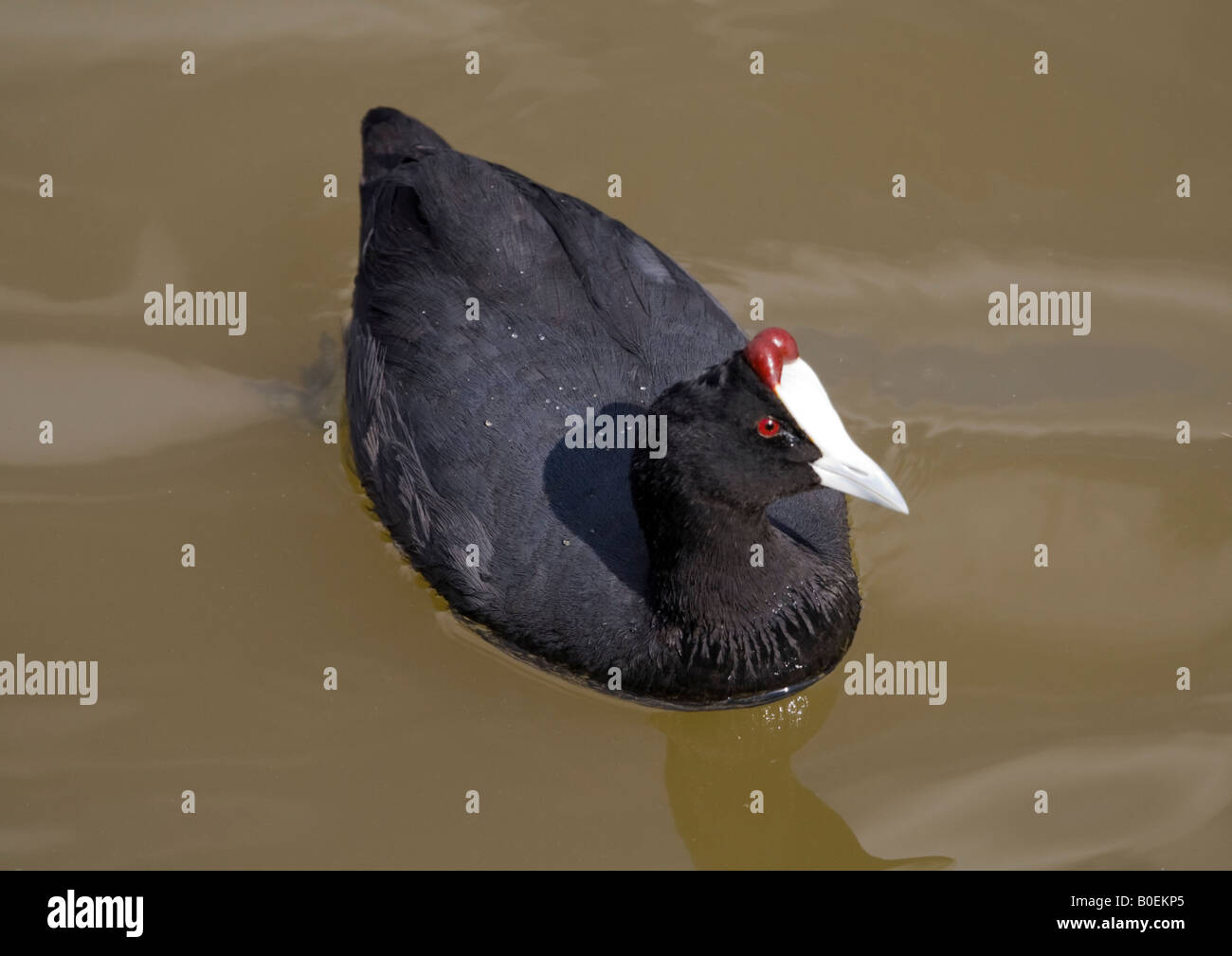 red knobbed coot Stock Photo - Alamy