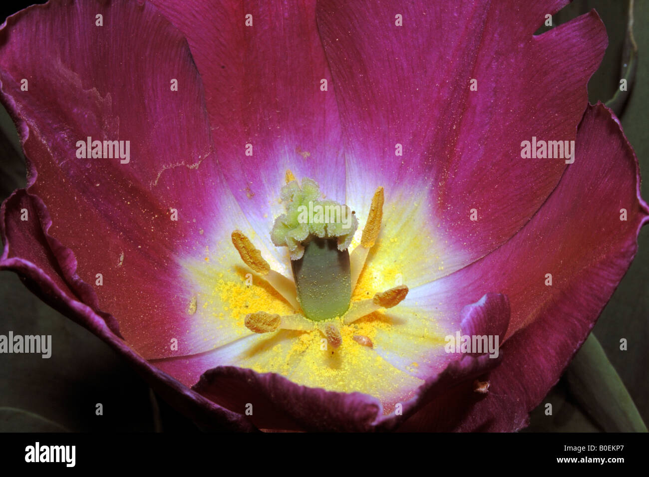 Fuchsia tulip with pollen grains Stock Photo - Alamy