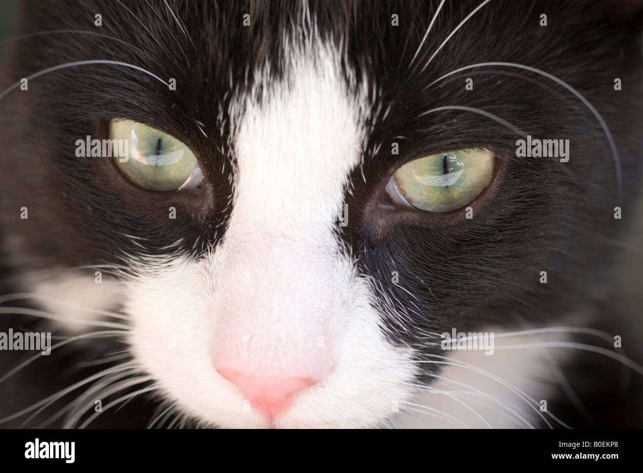 A closeup of a cat's face Stock Photo - Alamy