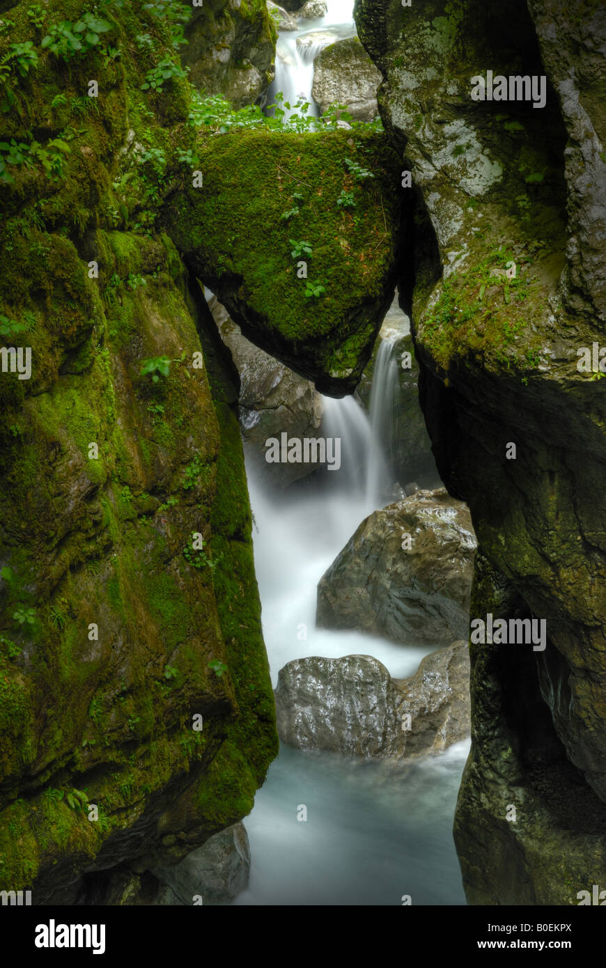 Alps bears hi-res stock photography and images - Alamy