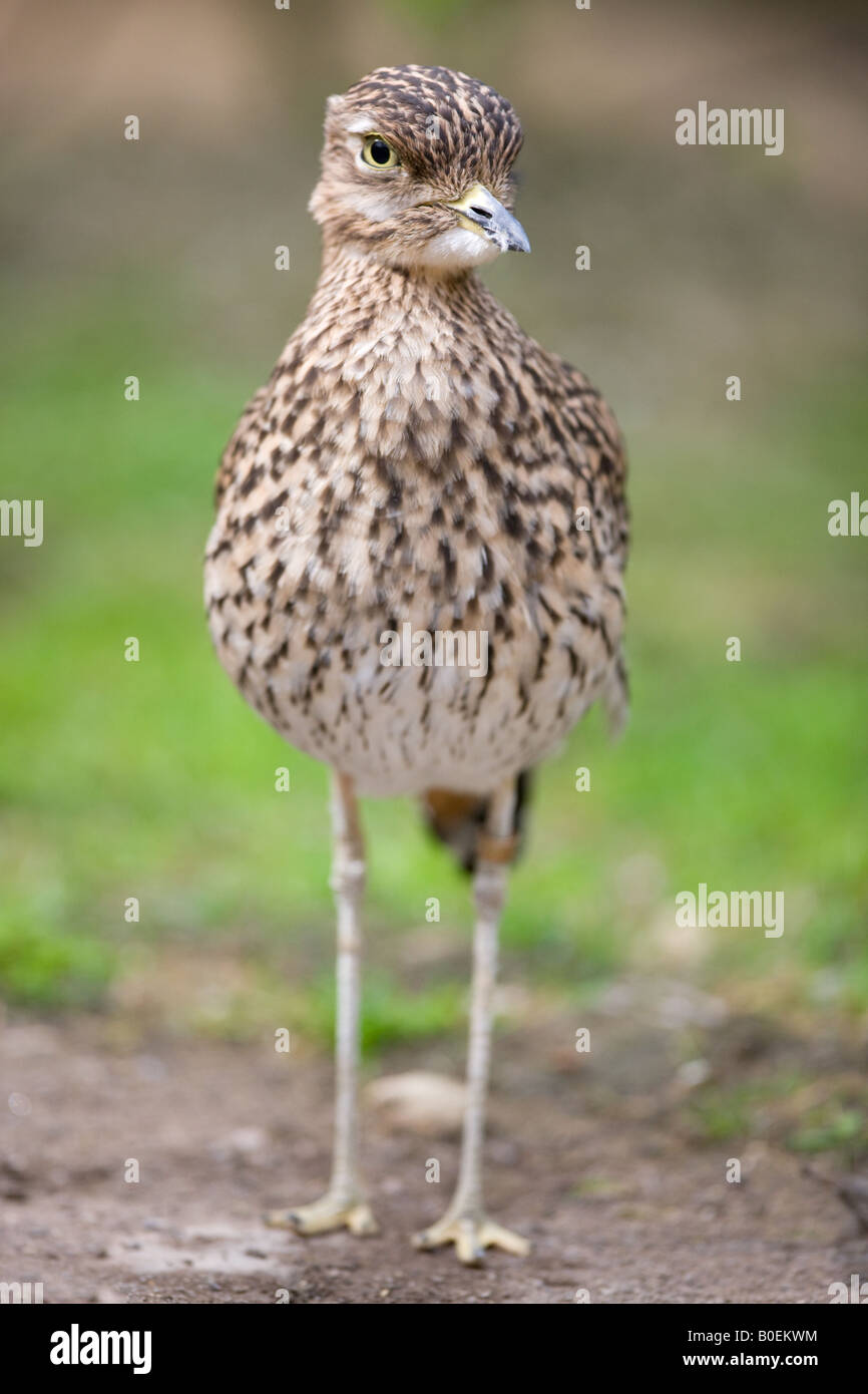 Spotted thick knee or Spotted Dikkop or Cape thick-knee - Burhinus ...