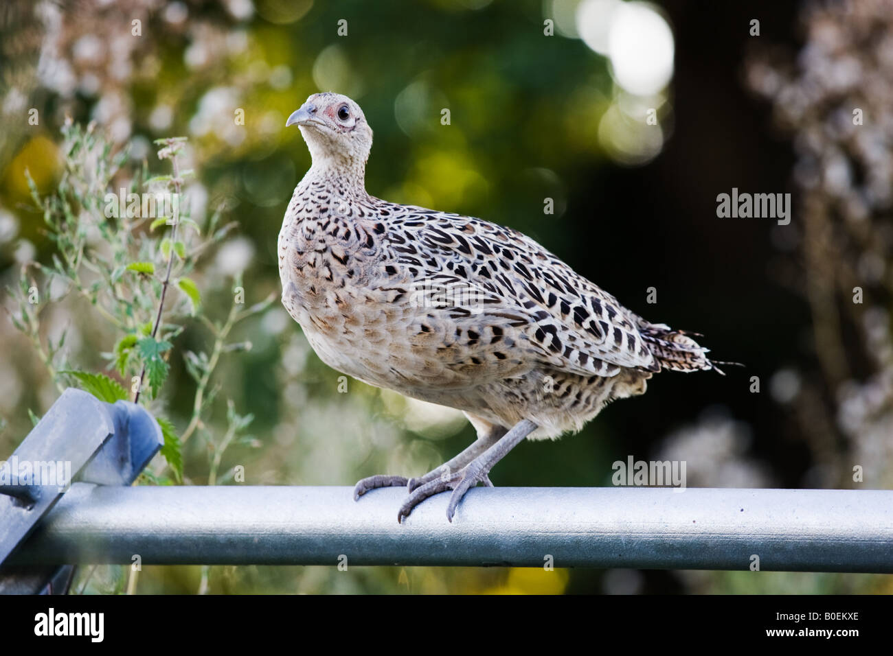 Hen pheasant hi-res stock photography and images - Alamy