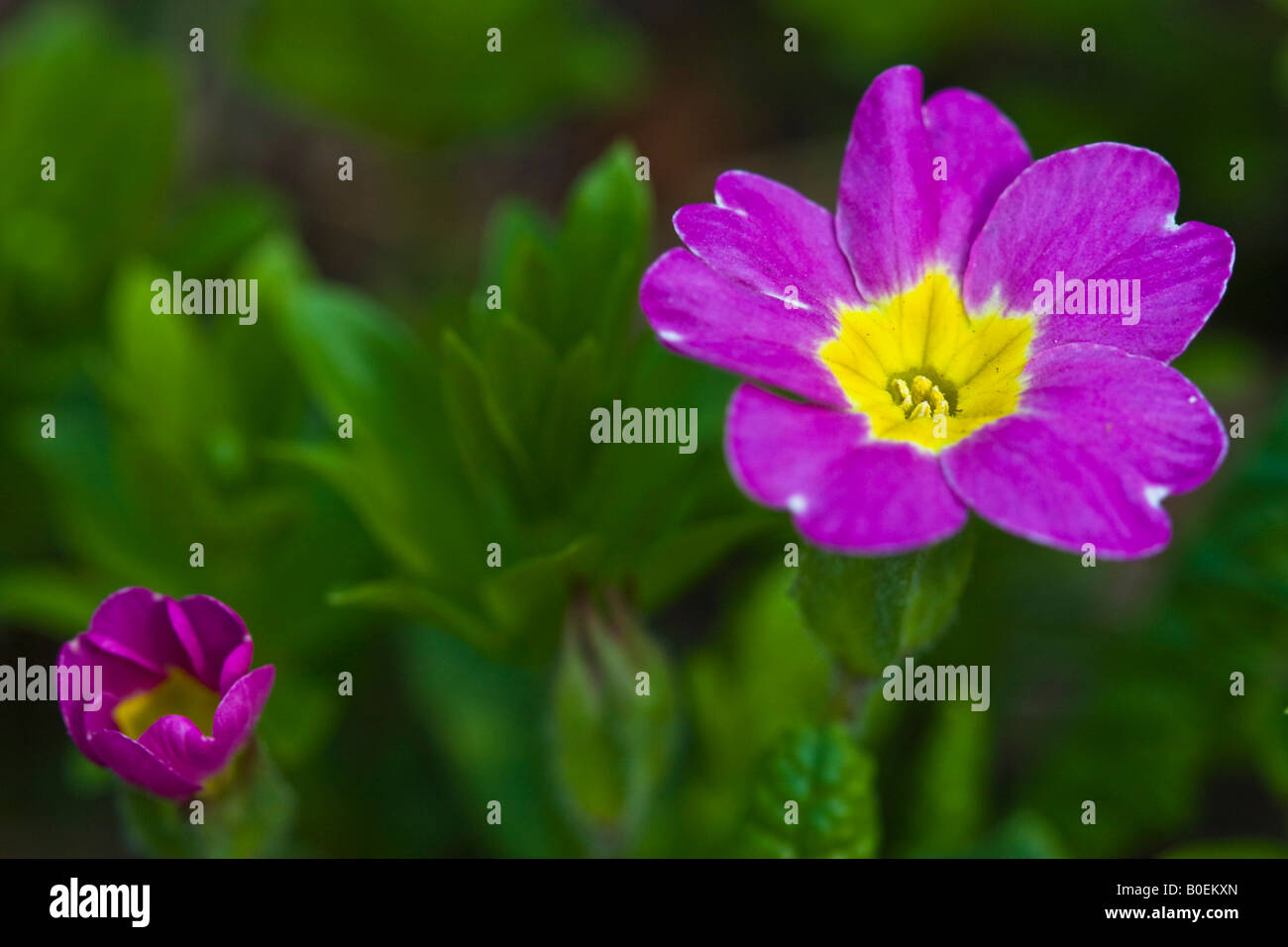 Primula flowers purple flowers overhead from above close up closeup nobody blurred blurry ...