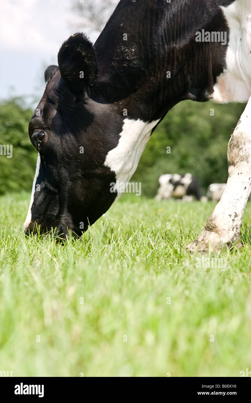 Friesian cow hi-res stock photography and images - Alamy