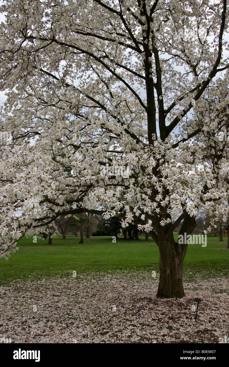 Magnolia hi res hi-res stock photography and images - Alamy