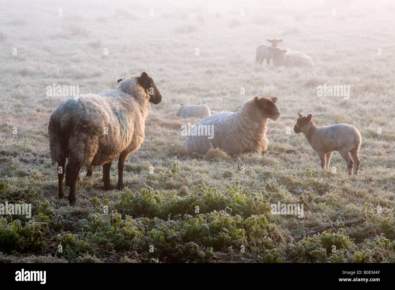Ewes and spring lambs on the Somerset Levels Stock Photo - Alamy