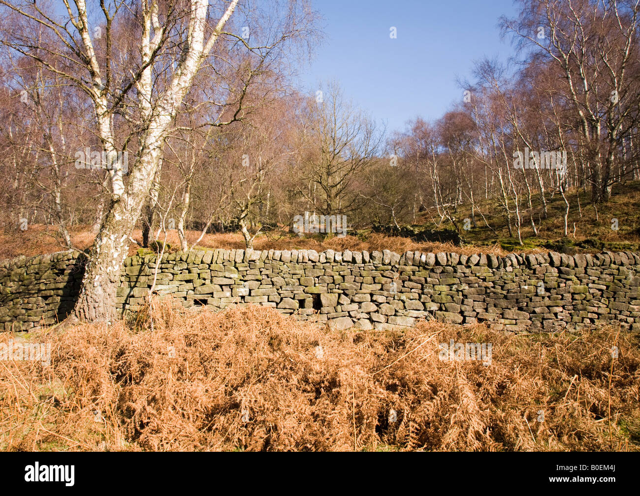 Gold birch tree hi-res stock photography and images - Alamy