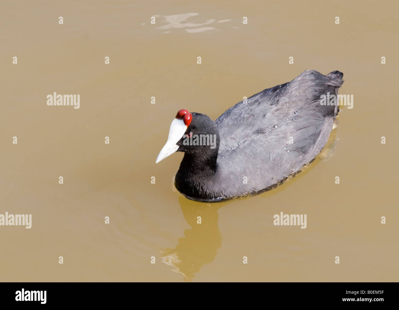 red knobbed coot Stock Photo - Alamy