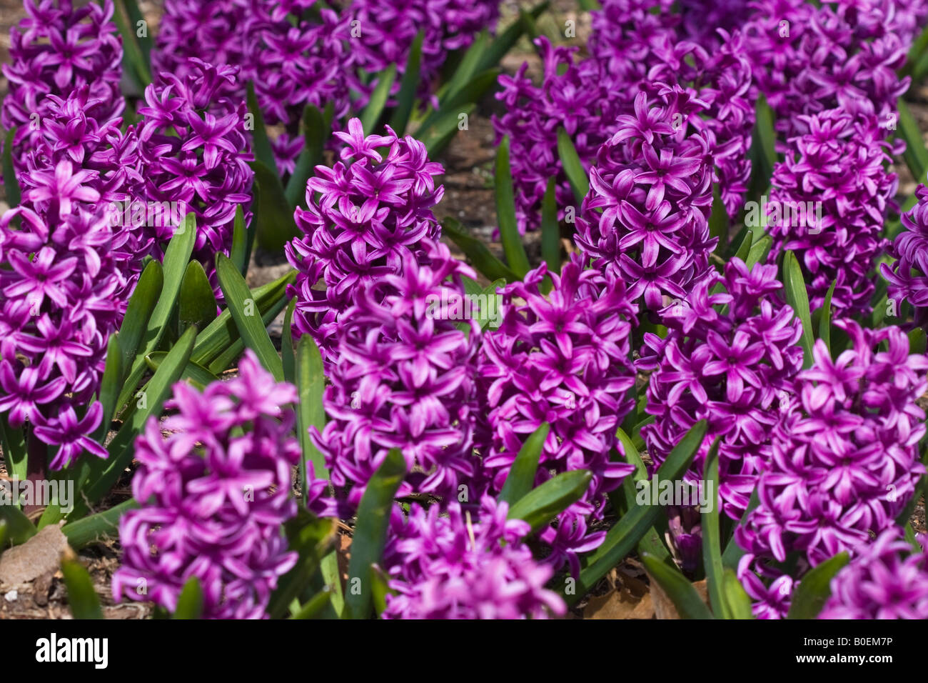 Bloomsoms hi-res stock photography and images - Alamy