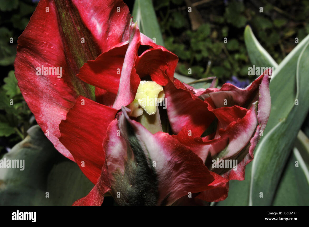 A striped red tulip unfolding Stock Photo - Alamy