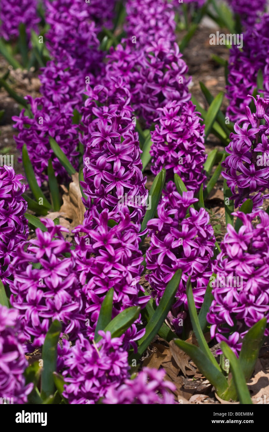 Purple Hyacinths flowers blooming Spring time arrived finally here ...