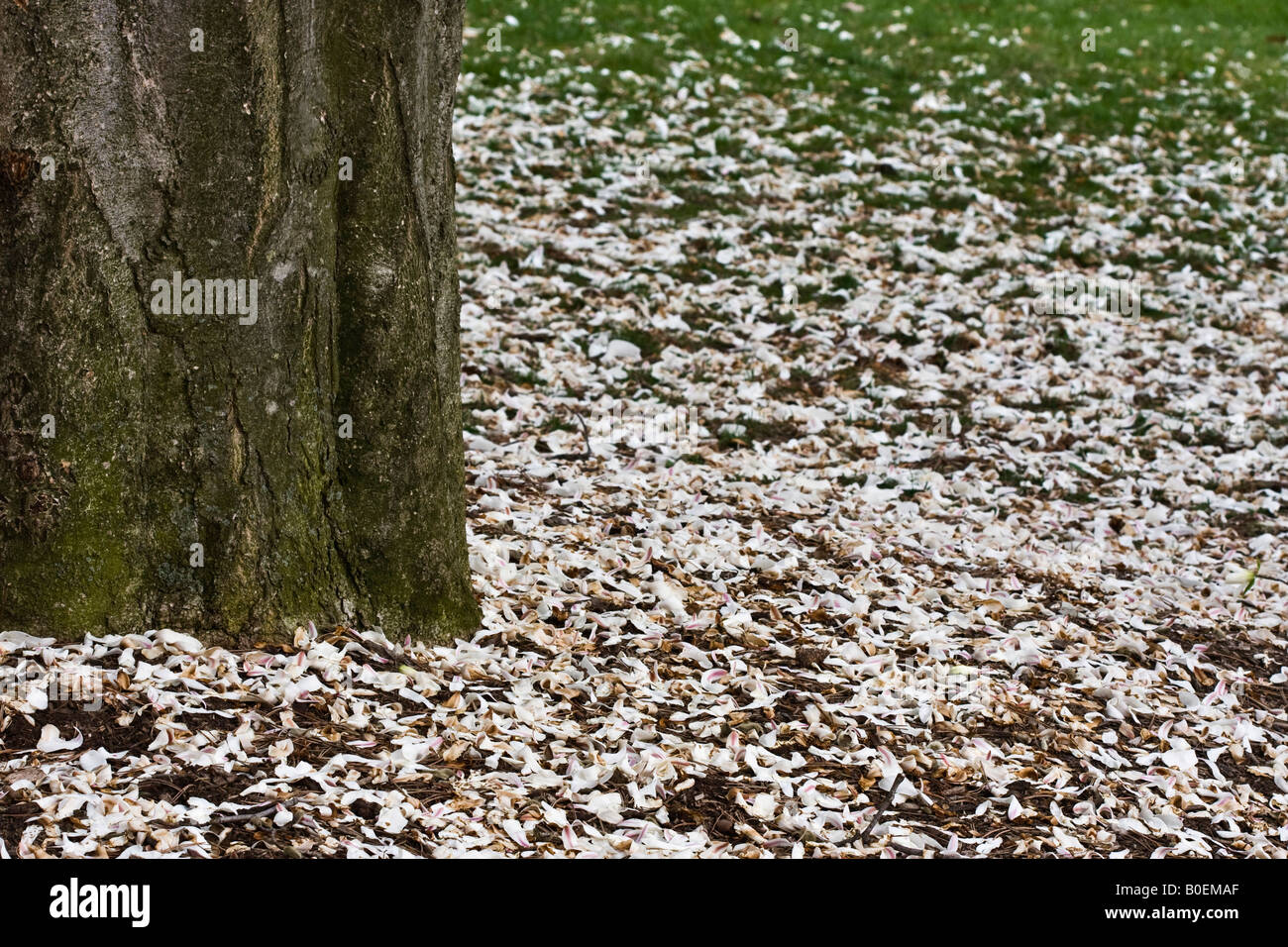 Background flowers petals falling down hi-res stock photography and ...