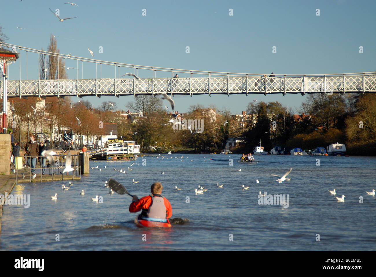 Birds in chester hi-res stock photography and images - Alamy