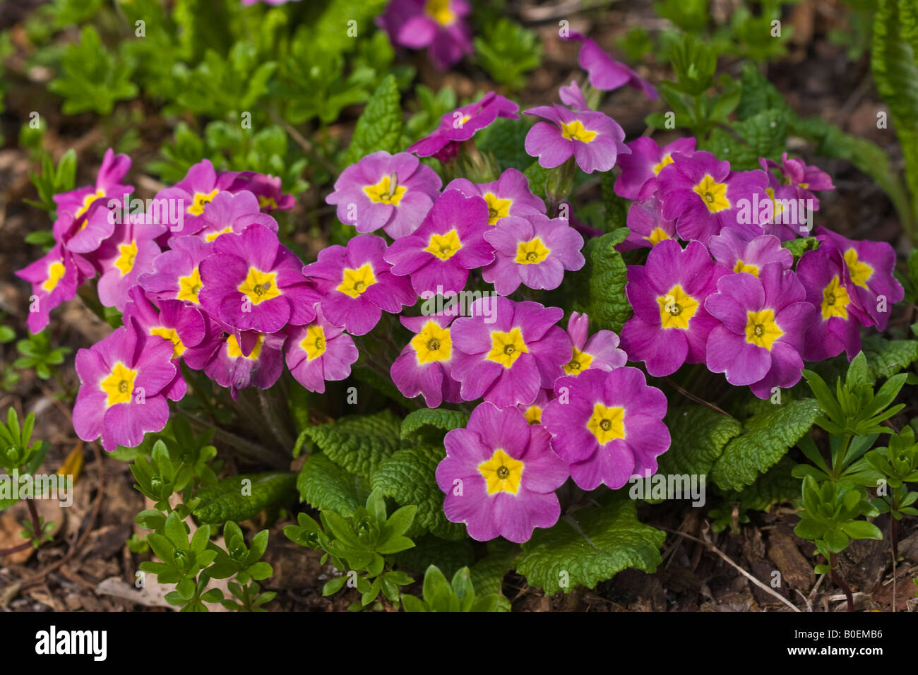 Pink Primrose vulgaris Primula sp Prumulaceae Spring flowers overhead ...