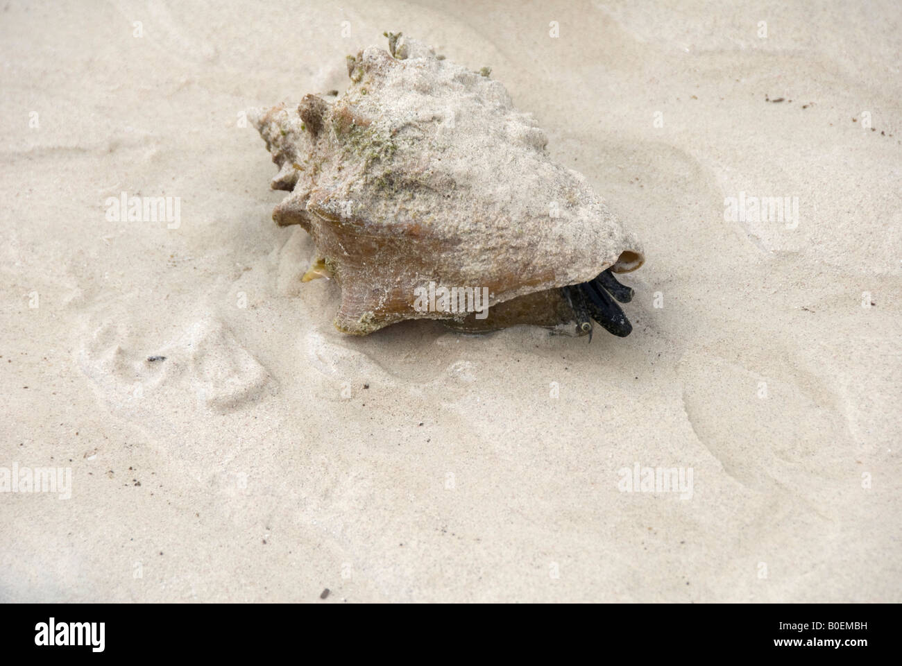 Shell of mollusc hi-res stock photography and images - Alamy