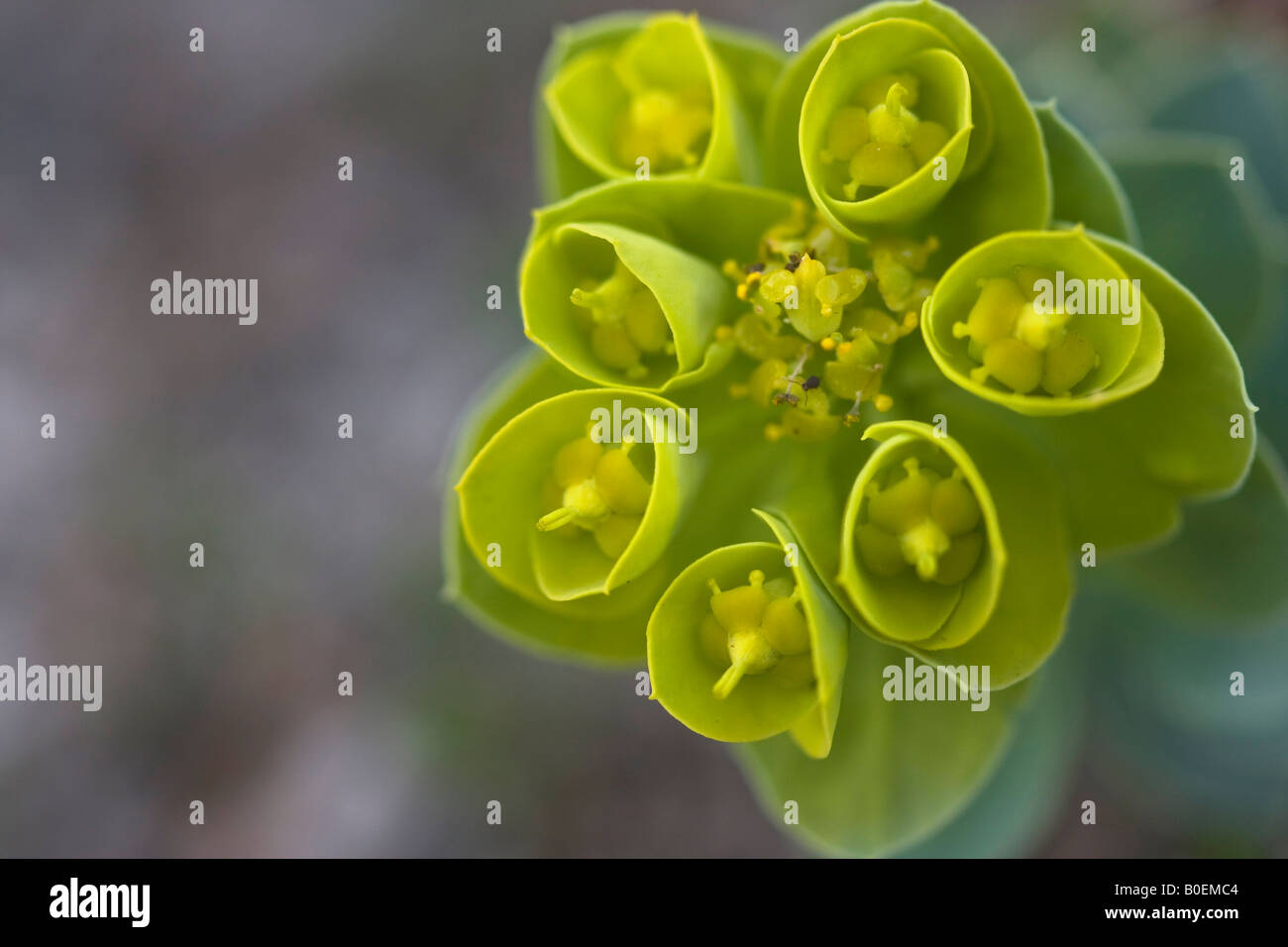 Yellow euphorbias hi-res stock photography and images - Alamy