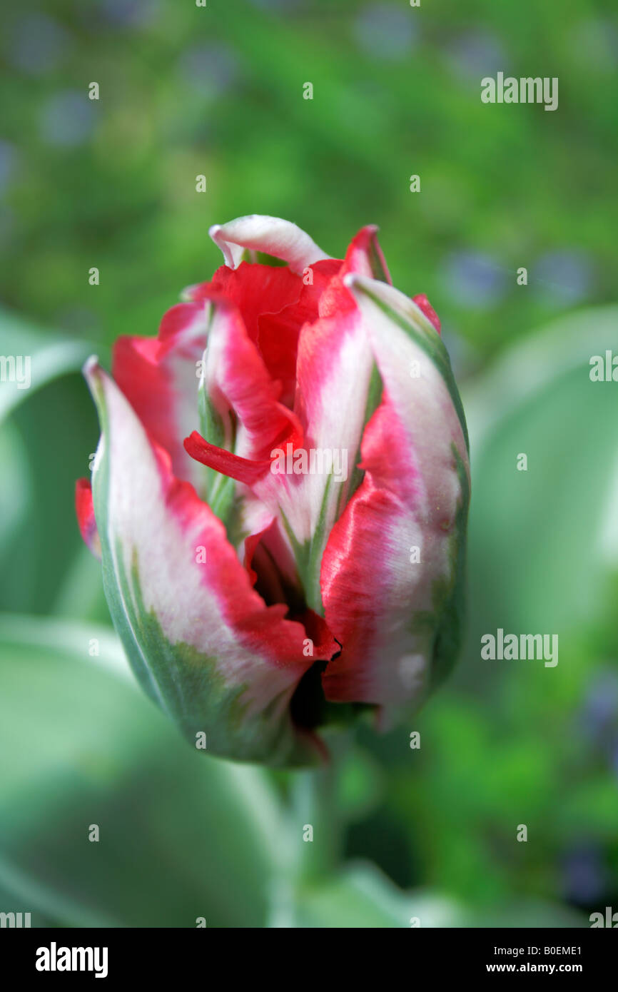 Tulip about to open hi-res stock photography and images - Alamy
