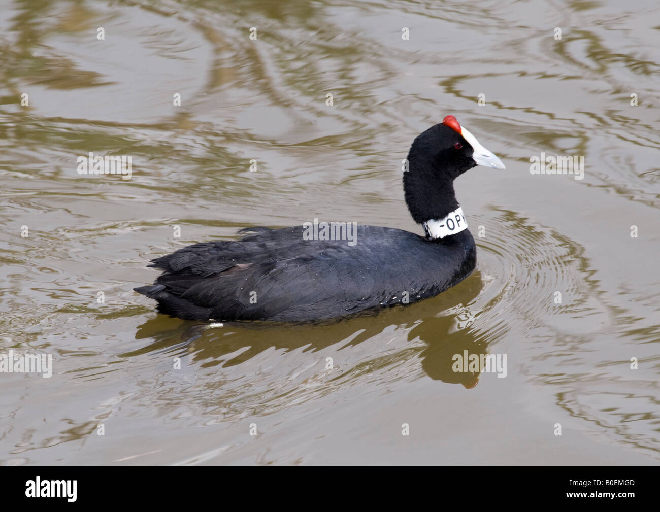 Coot neck hi-res stock photography and images - Alamy