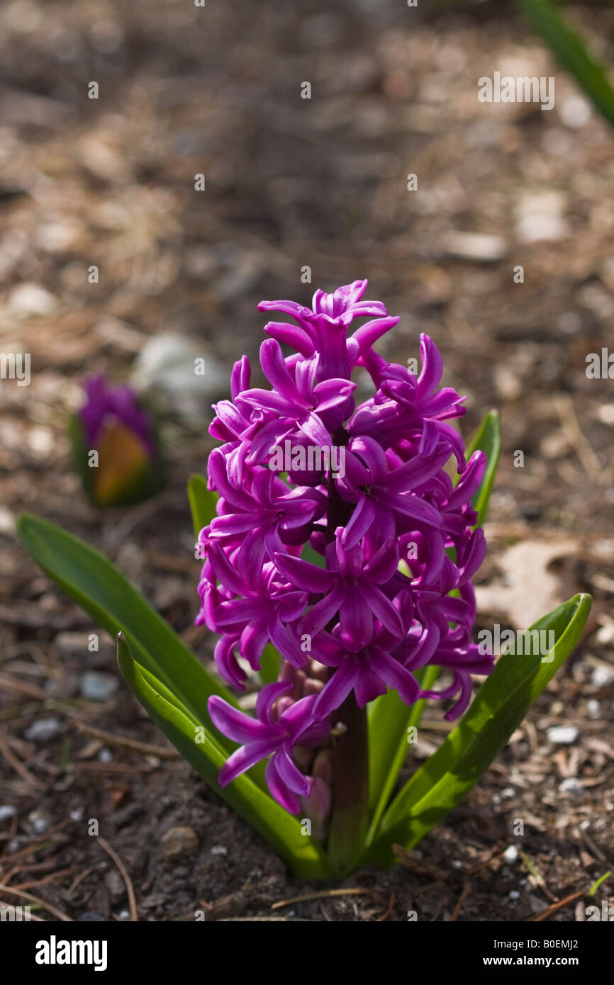 Purple Hyacinth flower blurred blurry backgrounds background nobody none front viiew close up ...