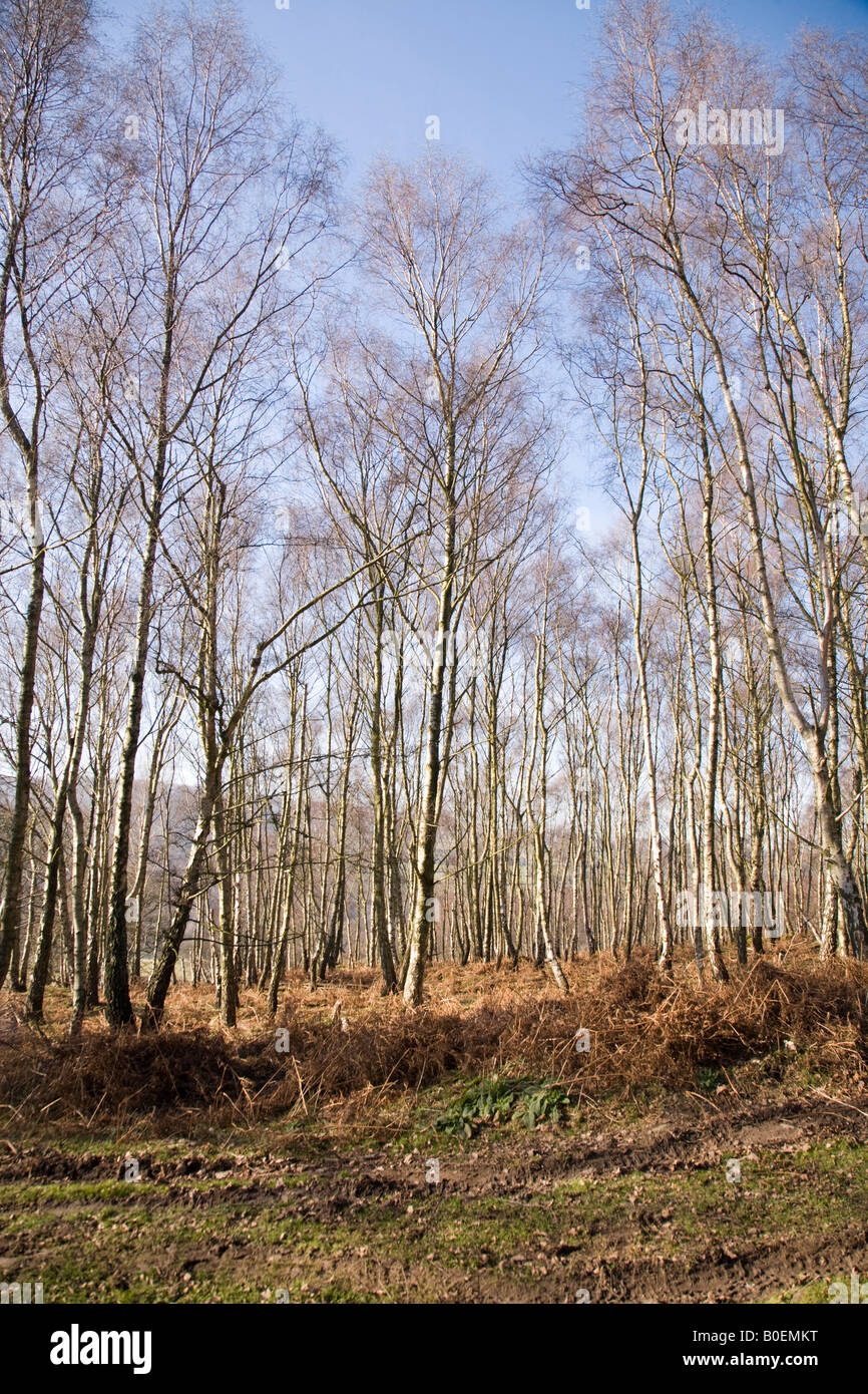 silver birch tree woodland Stock Photo - Alamy