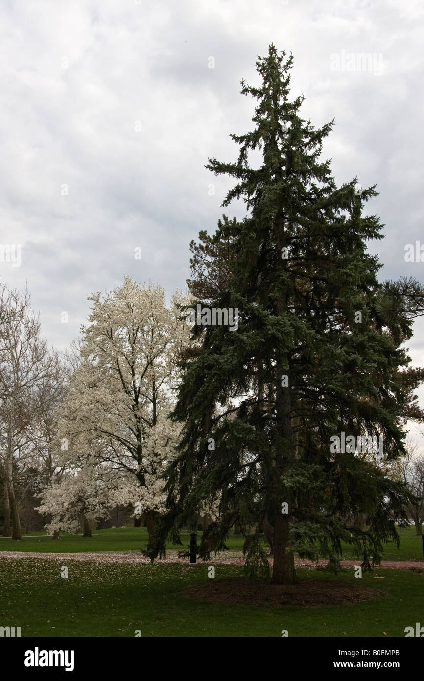 Magnolia Kobus tree with white blooming flowers early Spring public ...
