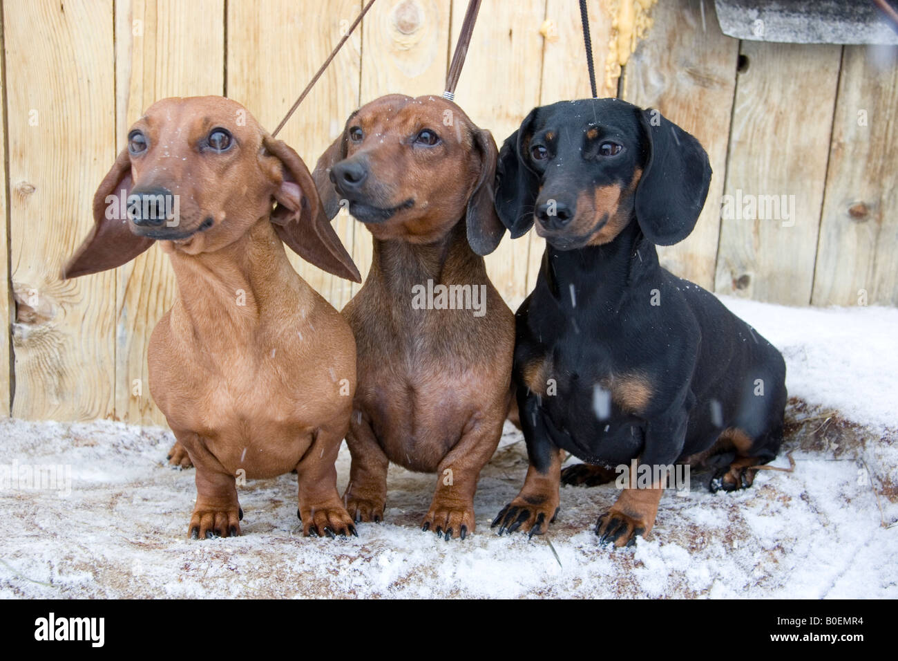 Three attractive dachshunds Stock Photo - Alamy