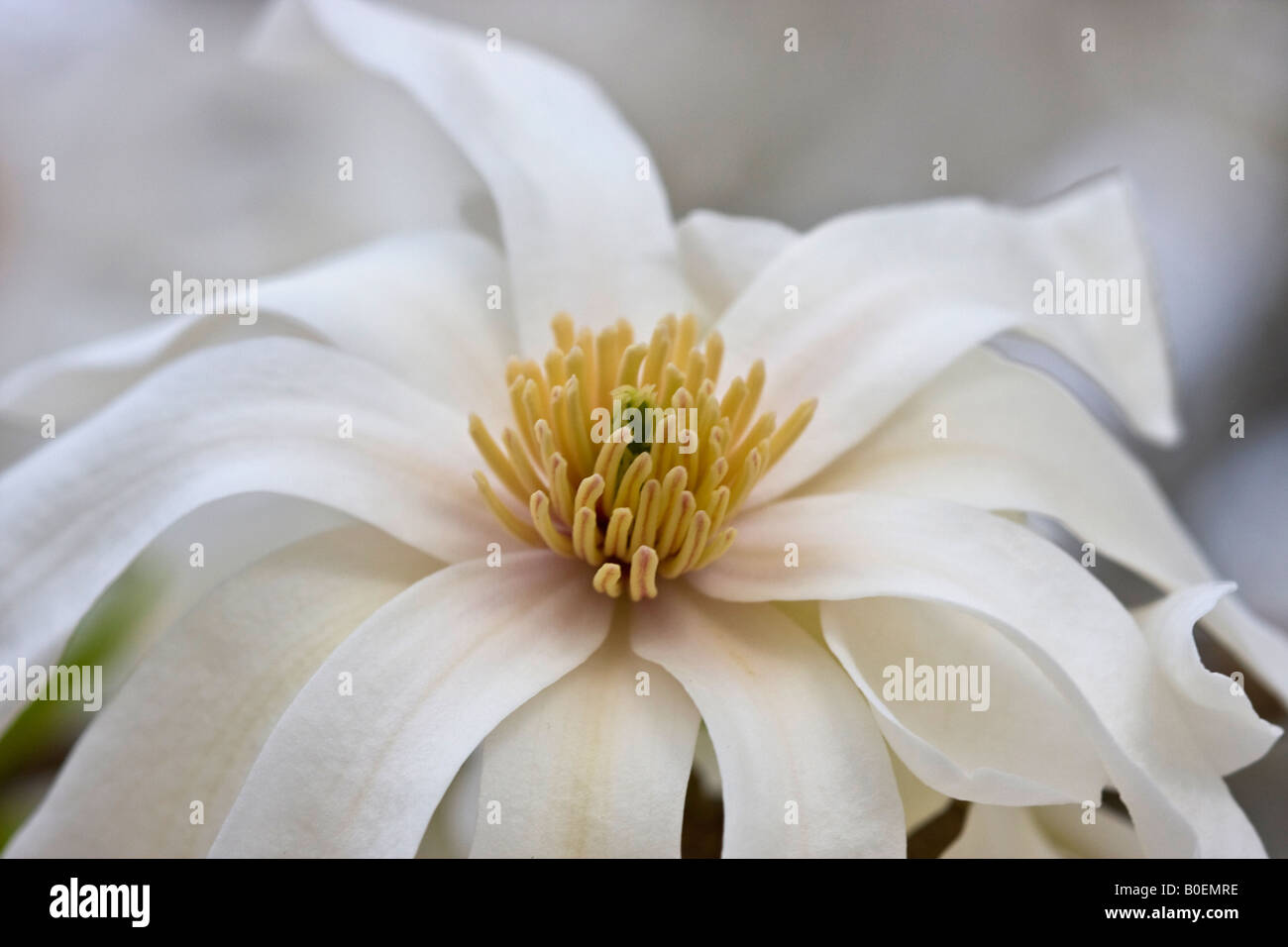 Wallpapers wallflowers hi-res stock photography and images - Alamy