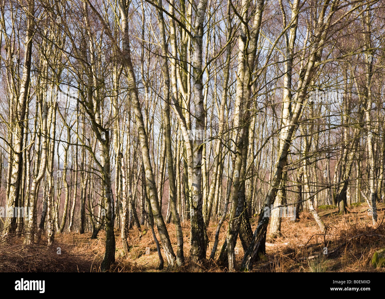 Silver birch with bracken hi-res stock photography and images - Alamy