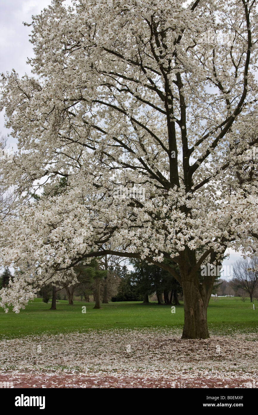 Magnolia tree white blossoms blooming flowering flowers Spring park ...