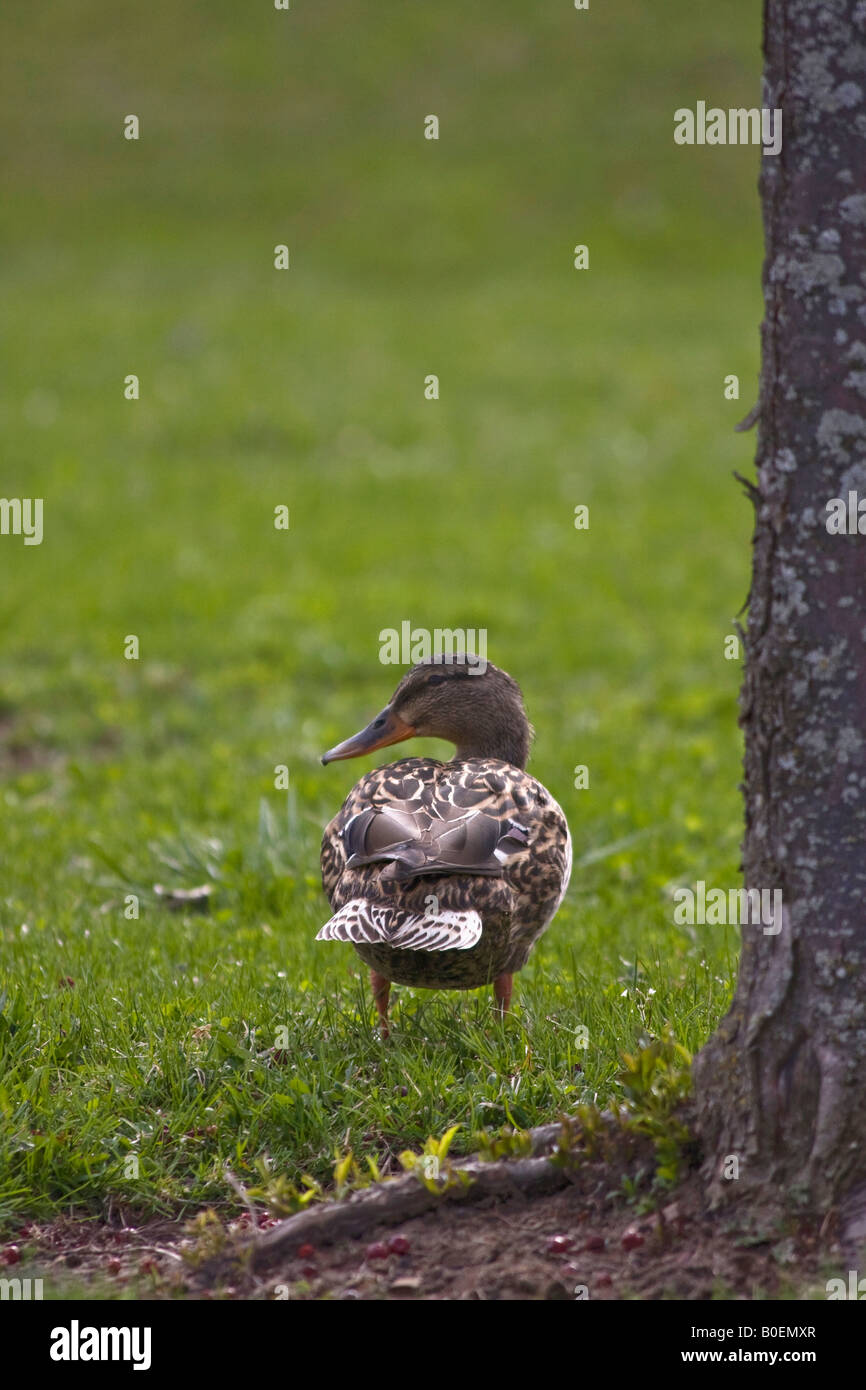 Alone duck hi-res stock photography and images - Alamy