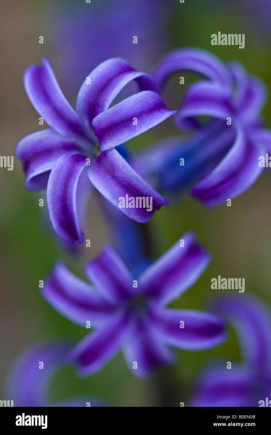Detail purple hyacinth hyacinthus orientalis hi-res stock photography ...