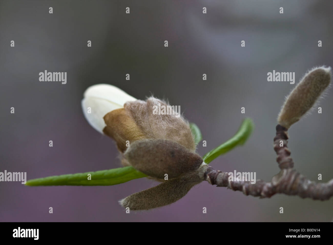 Single white Magnolia bud flower Springtime nobody close up picture from above bellow ...