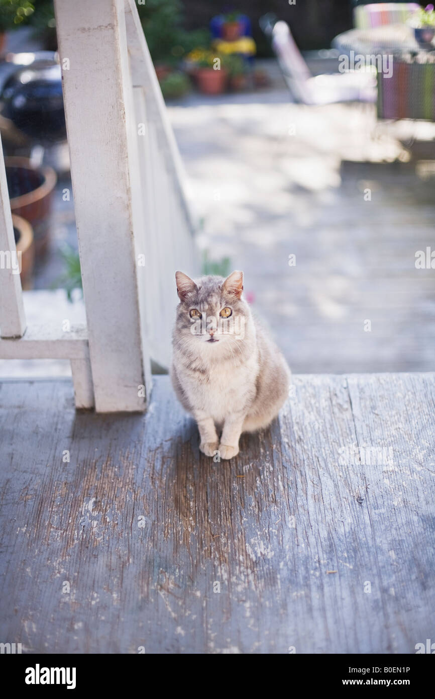 Full grown cat sitting on porch Stock Photo - Alamy