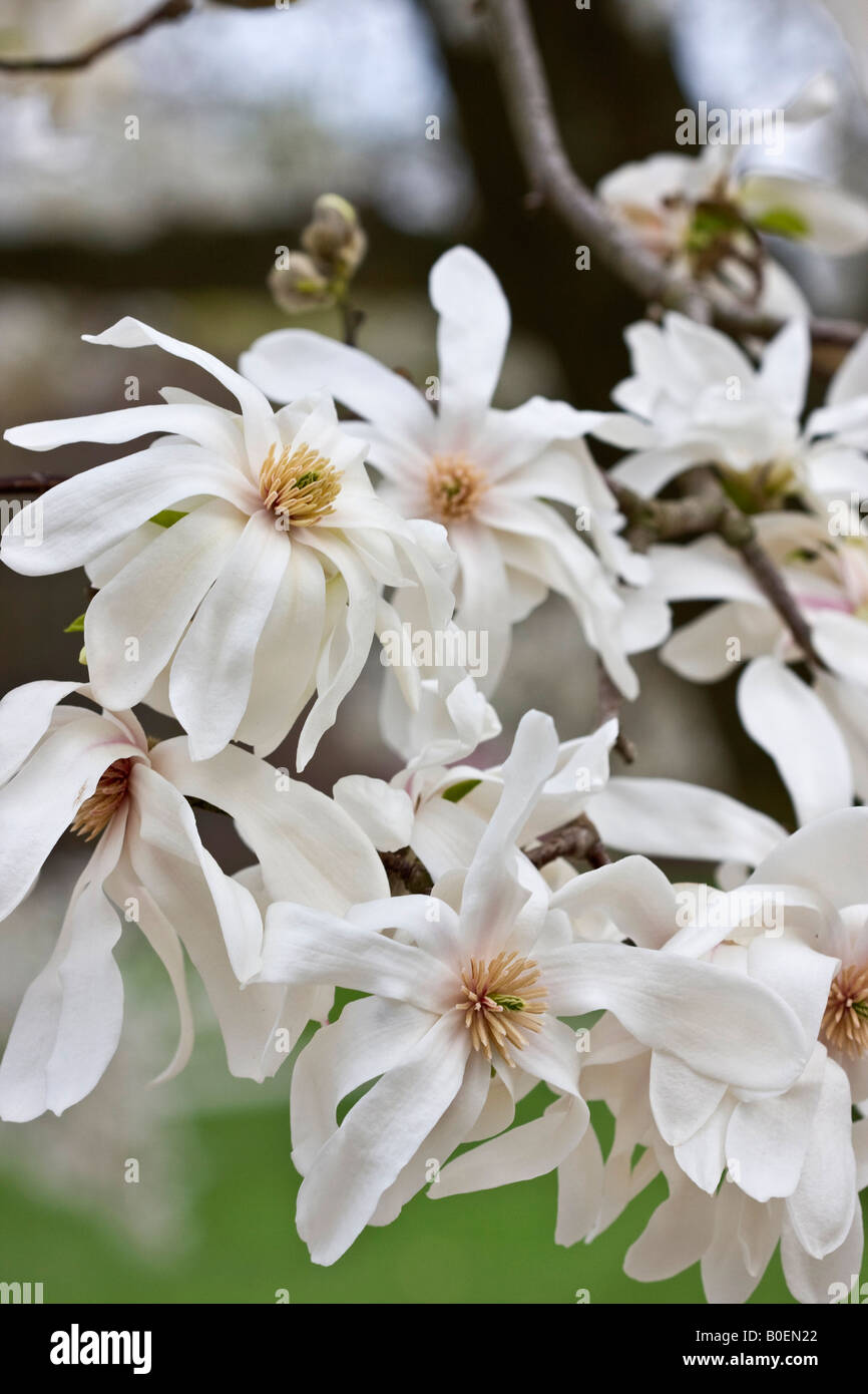 White Star Magnolia tree with blooming flowers close up from above ...