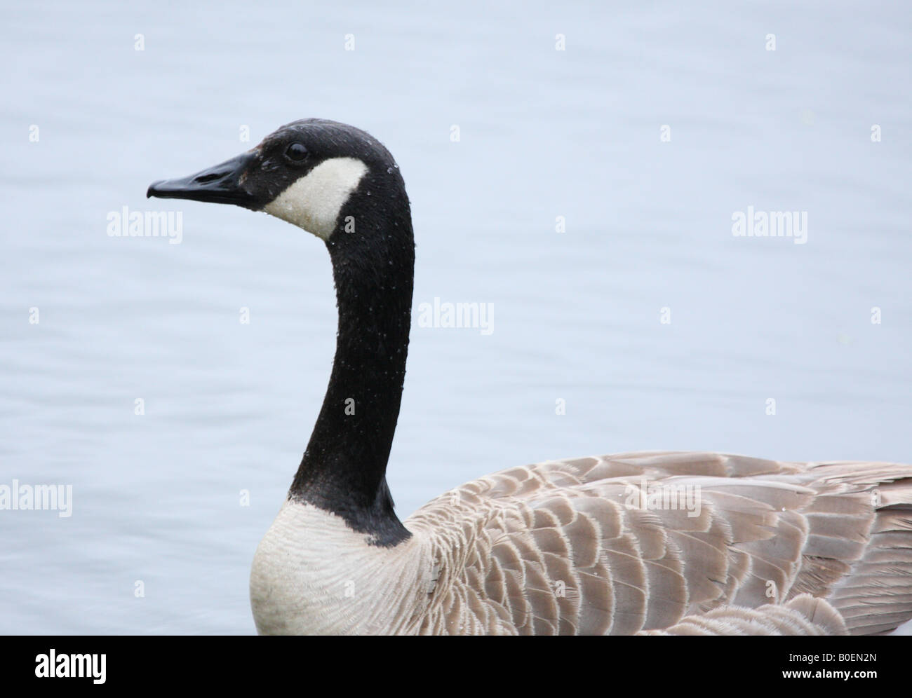 Portrait of a Canada Goose, Branta canadensis Stock Photo - Alamy