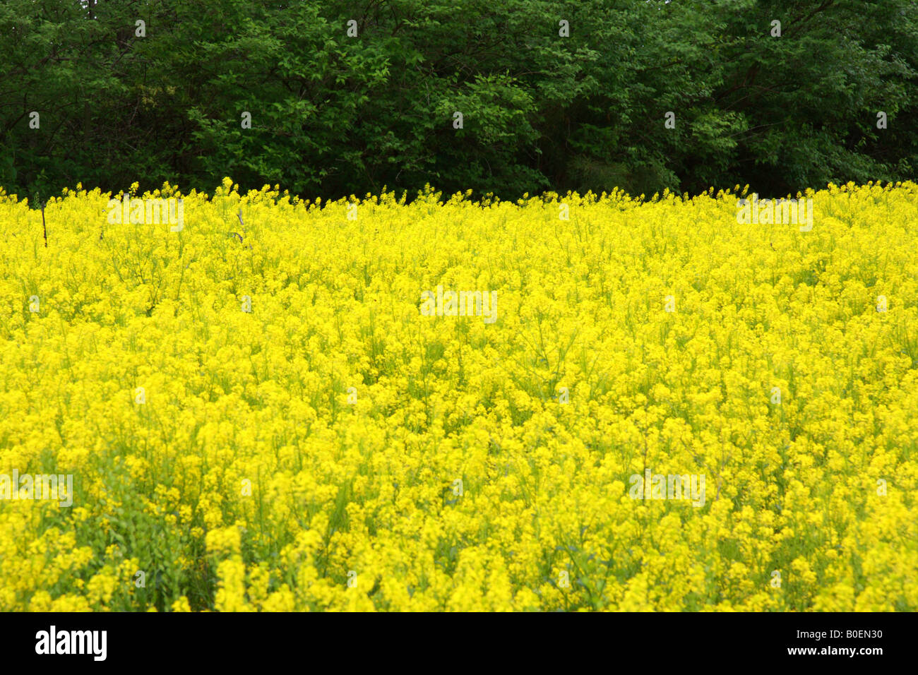 Field of Yellow Flowers Stock Photo - Alamy